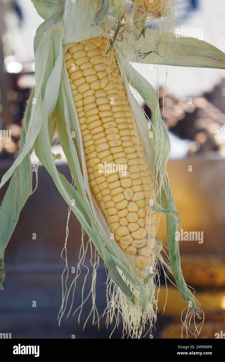 Corn plant roots hi-res stock photography and images - Alamy