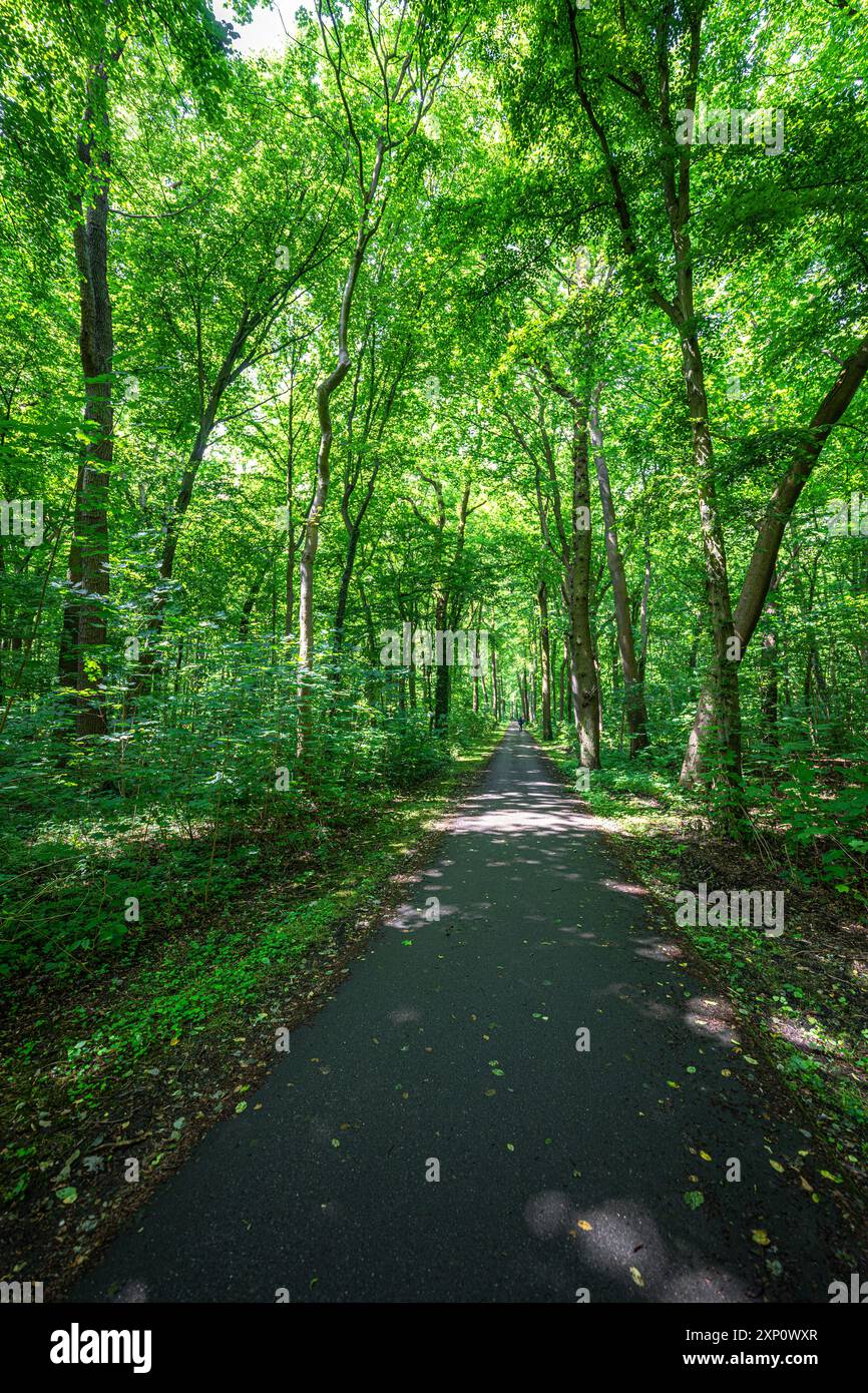 Bicycle Path and Walkway through the Stadtwald in Hannover, Germany ...