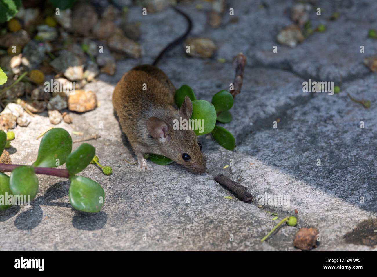 Wild mouse foraging for food Stock Photo - Alamy