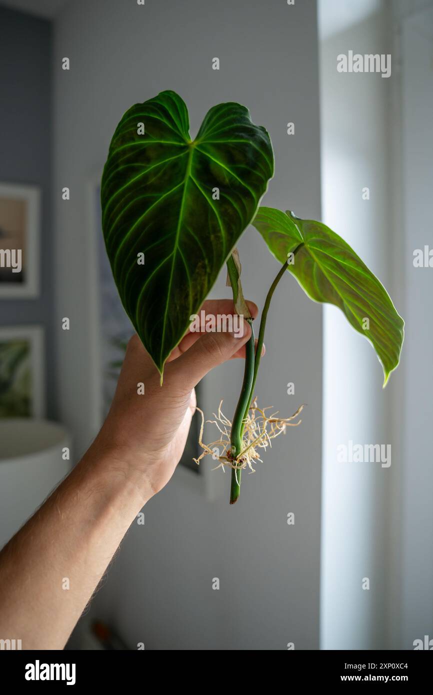 Hand holding sprout of Philodendron splendid cutting with roots. Plant ...