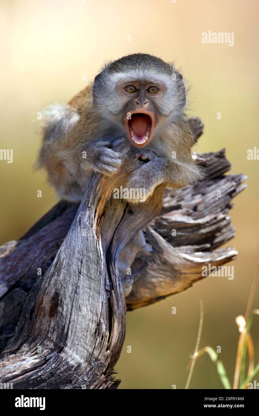 Young vervet monkey (Chlorocebus pygerythrus) calling. These medium ...