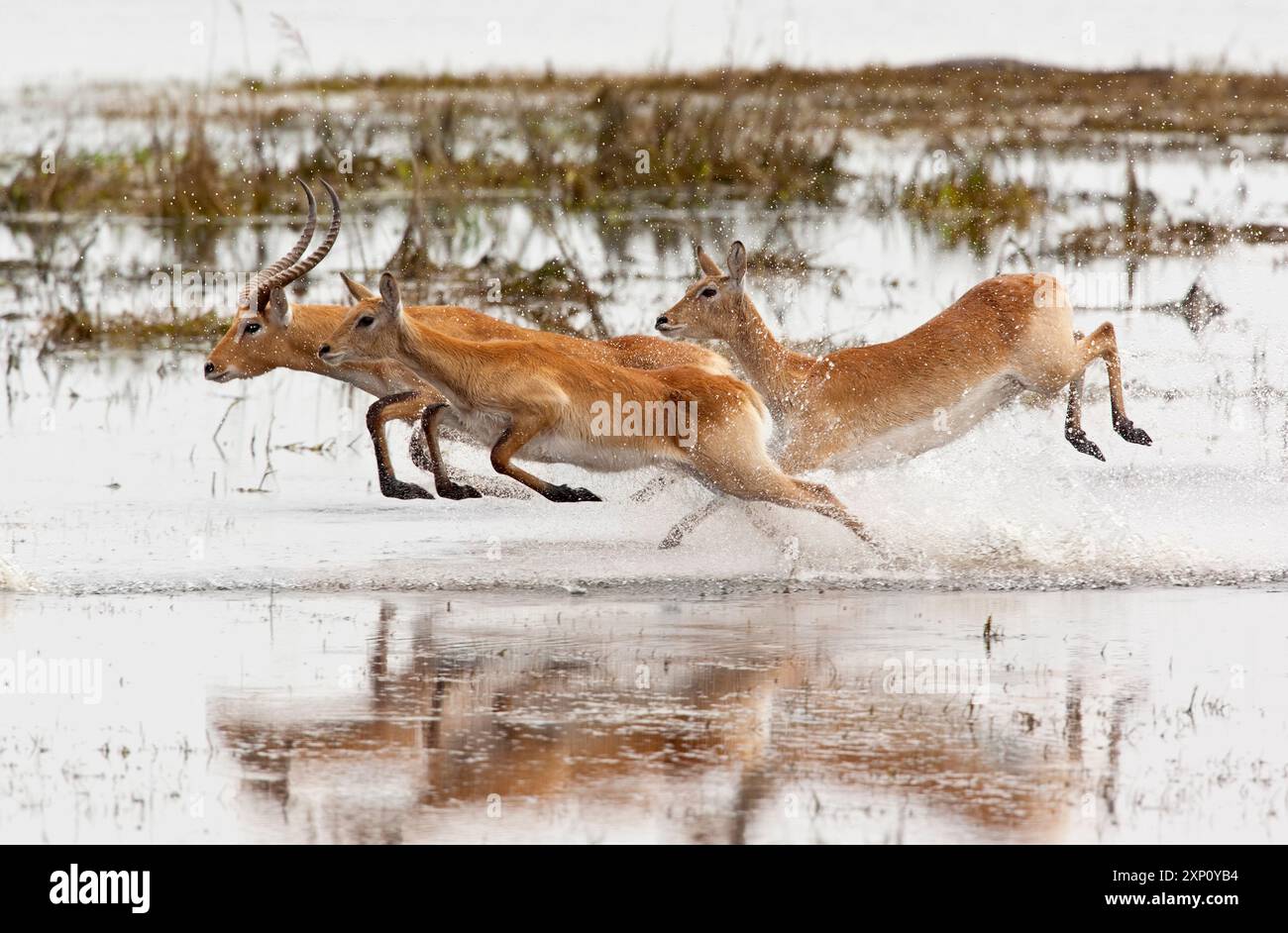 Group of red lechwe antelopes (Kobus leche) is running through shallow ...