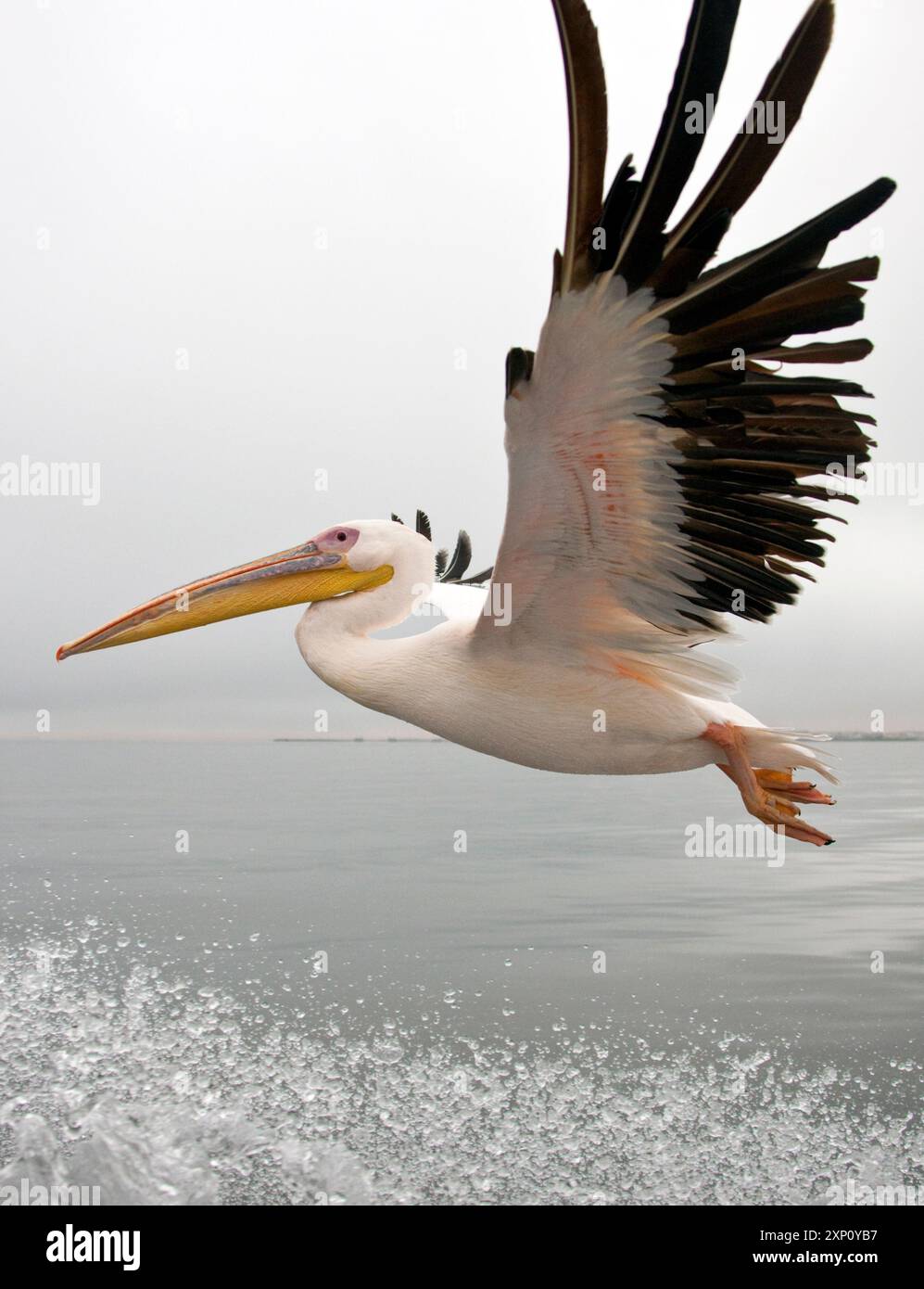 Great white pelican (Pelecanus onocrotalus) in flight. This bird, also ...