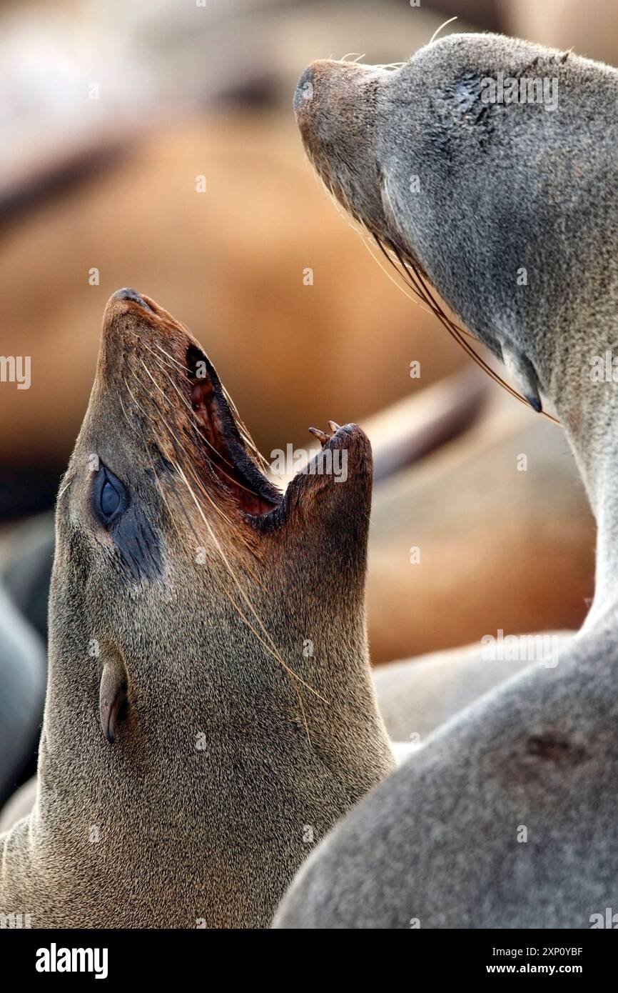Cape fur seals (Arctocephalus pusillus). Photographed at Cape Cross on ...