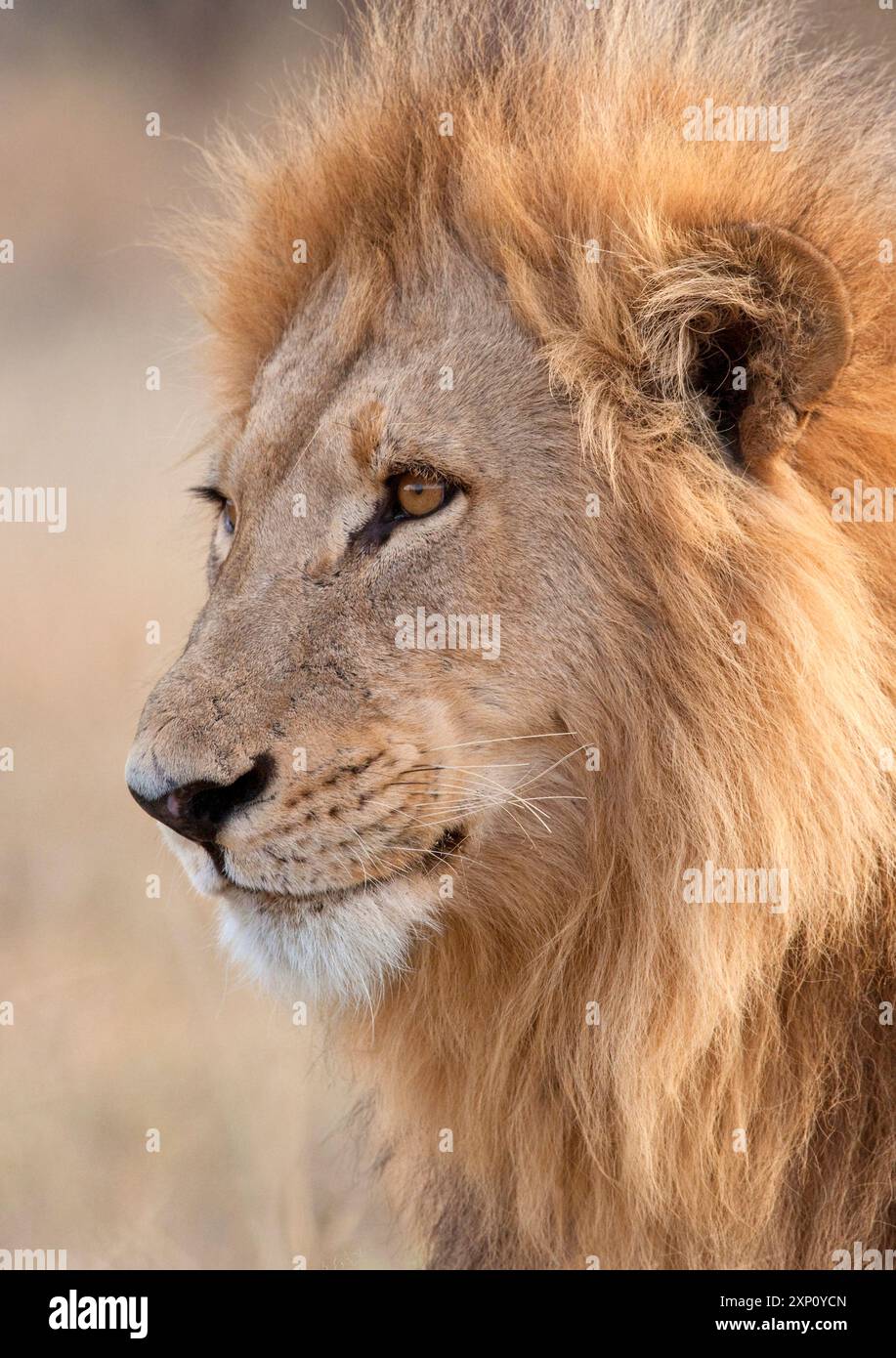 Mature male lion (Panthera leo). Photographed in the Savuti Region of ...