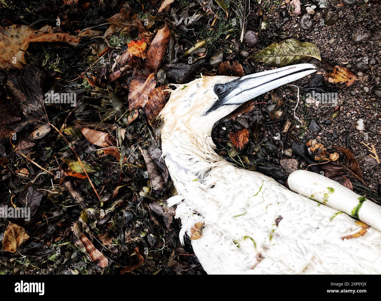 Bird flu, conceptual illustration. Bird flu is a viral disease caused ...