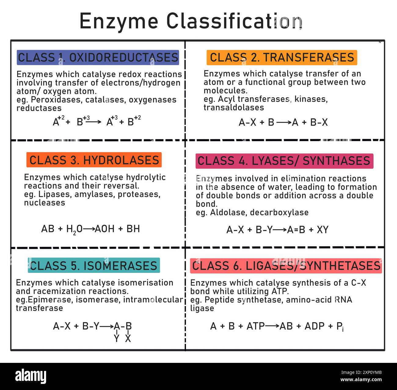 Enzyme classification, illustration. Enzymes are classified into six classes; oxidoreductases ...