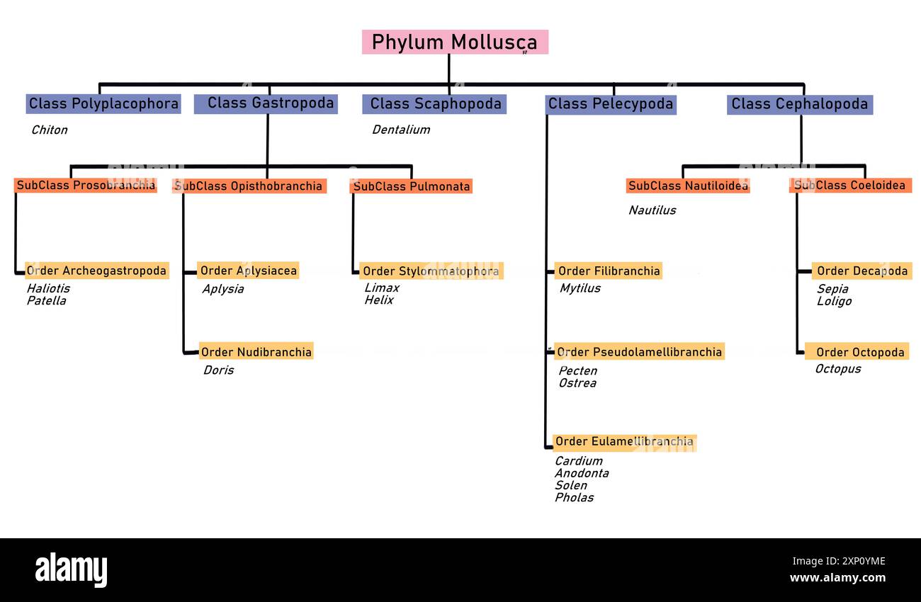 Phylum Mollusca Animal Classification Projectmax