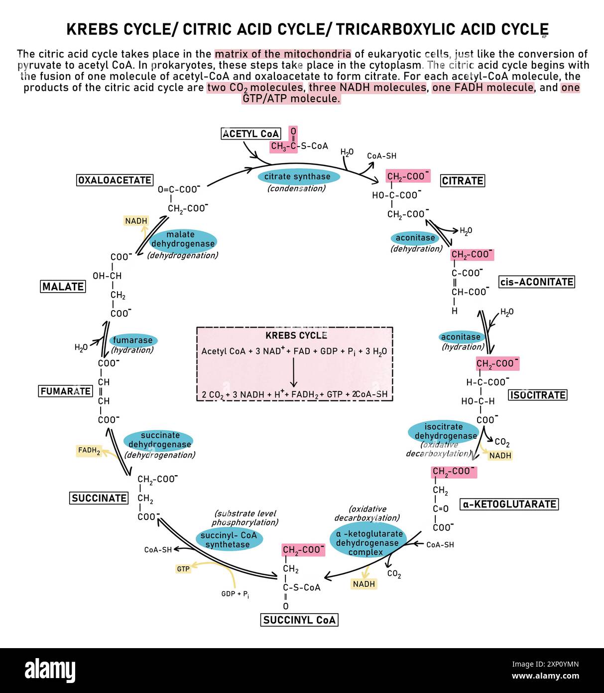 Krebs Cycle Diagram