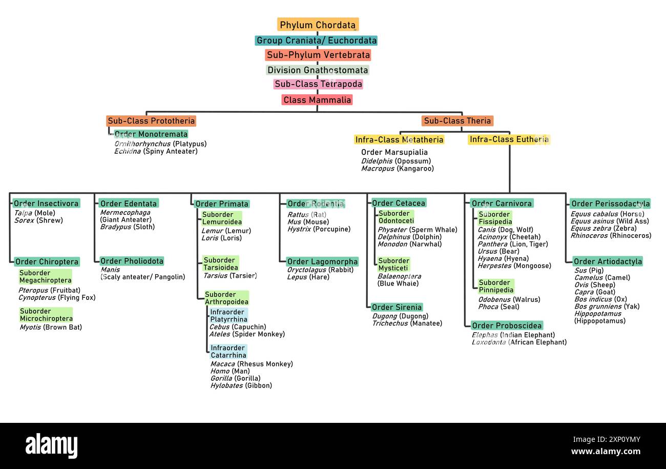 Class Mammalia classification, illustration Stock Photo - Alamy