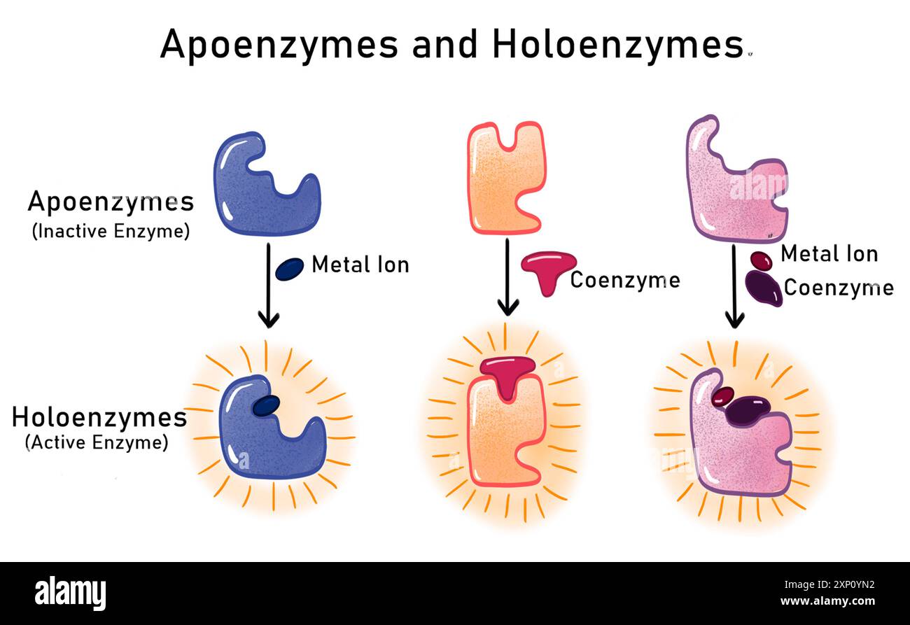 Inactive enzyme hi-res stock photography and images - Alamy