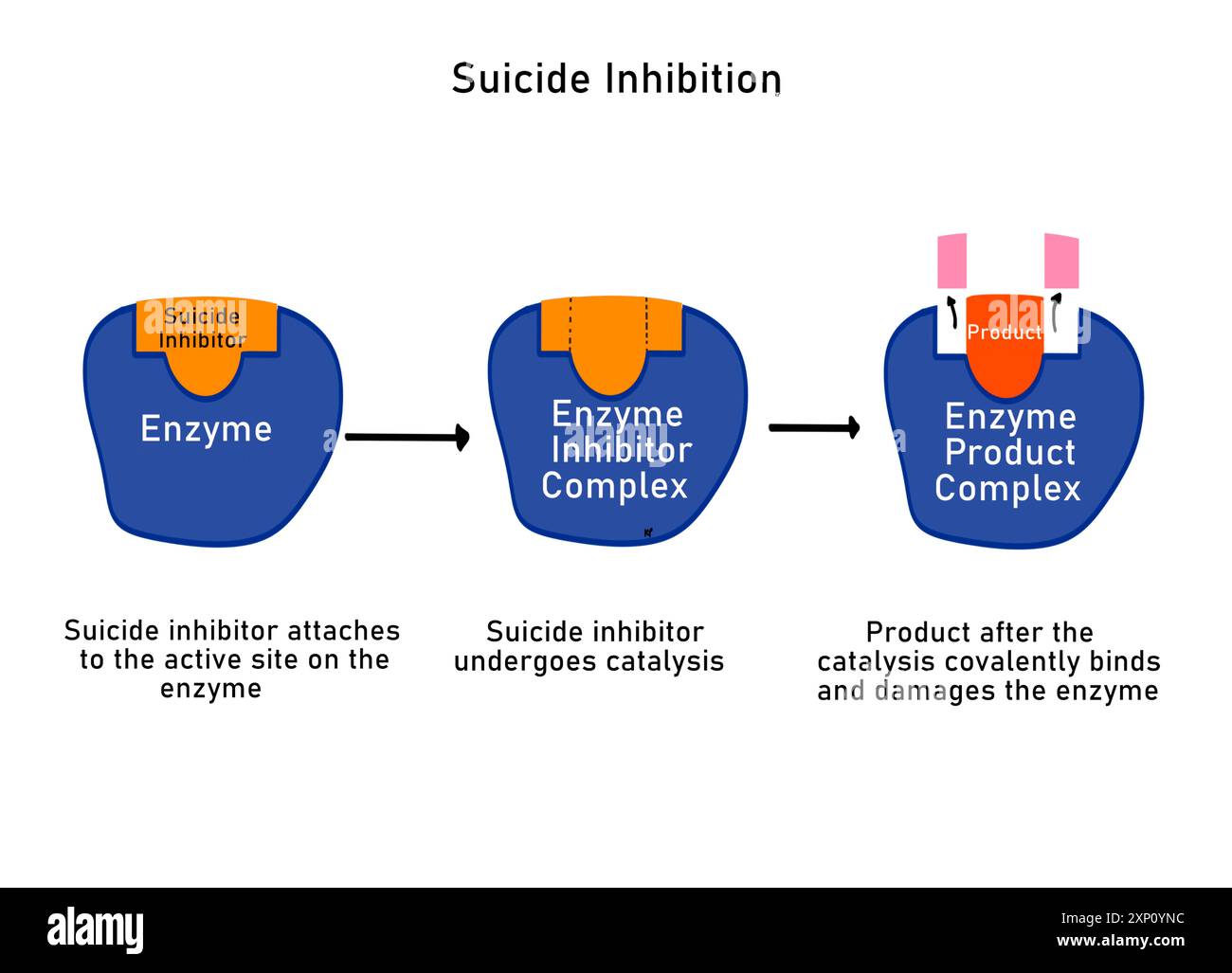 Suicide inhibition in enzymes, illustration. Suicide enzyme inhibition ...