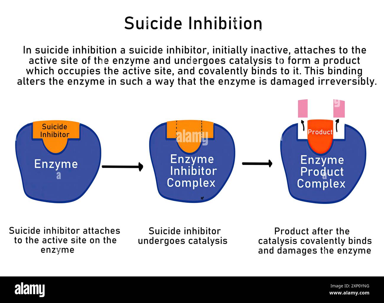 Suicide inhibition, illustration. Suicide enzyme inhibition occurs when ...