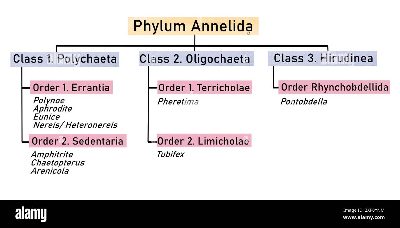 Phylum annelida classification hi-res stock photography and images - Alamy Phylum annelida classification hi-res stock photography and images - Alamy