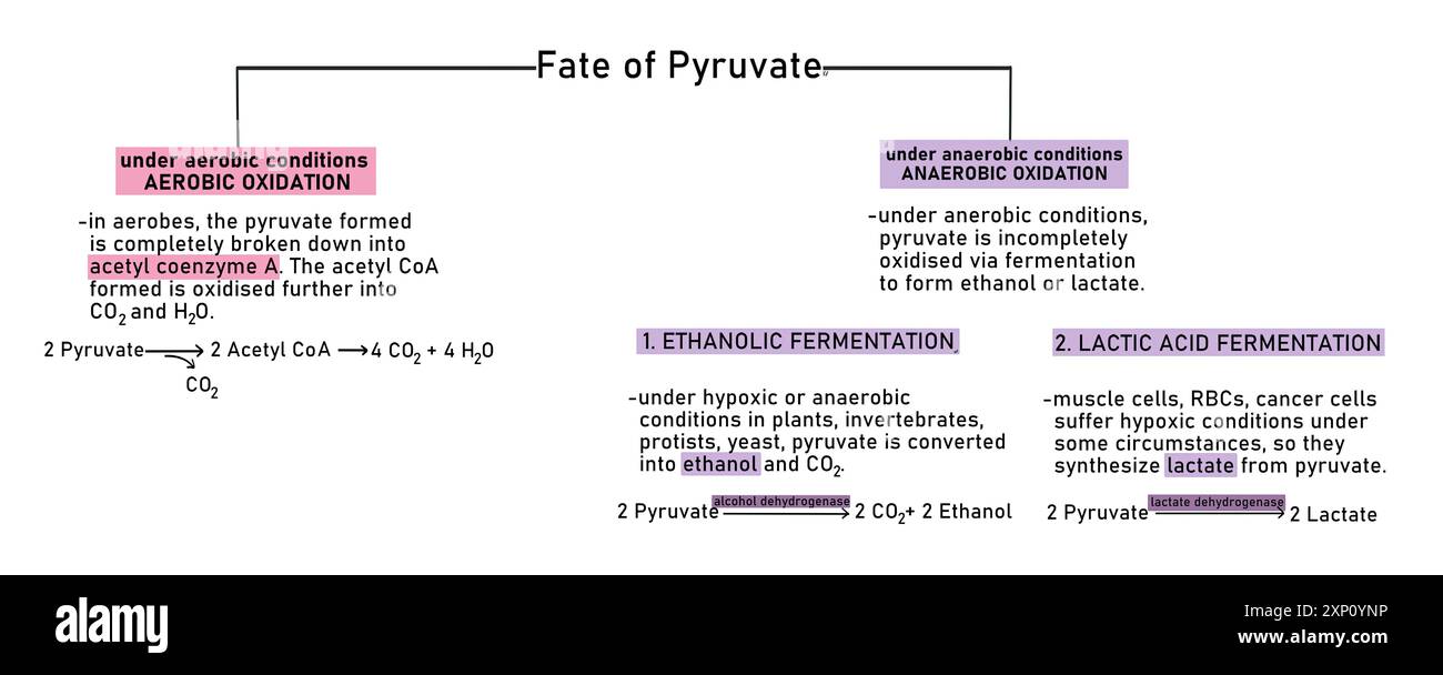 Fate of pyruvate after glycolysis, illustration. The two pyruvate ...