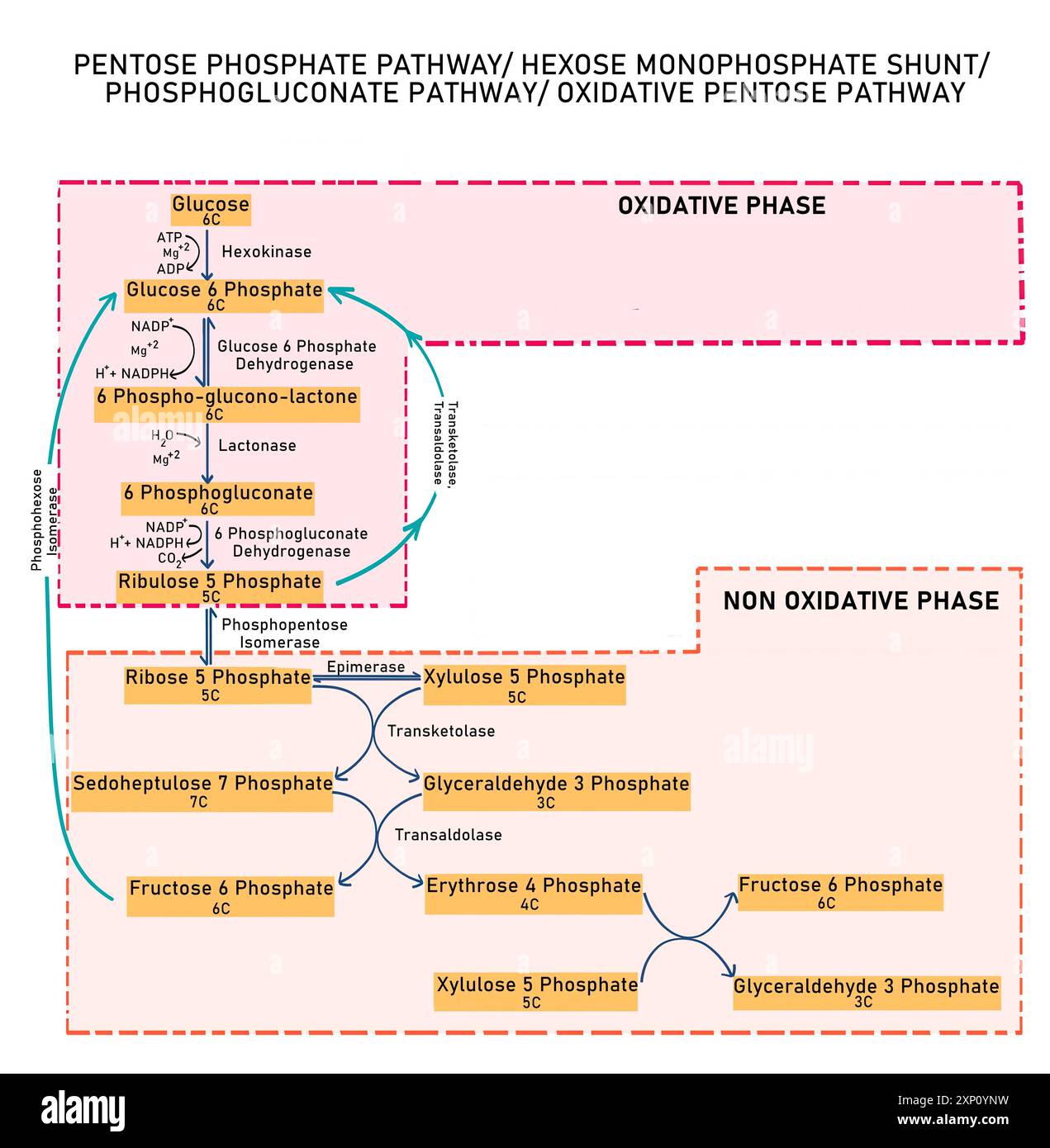 Hexose monophosphate shunt, illustration. Also known as the pentose ...