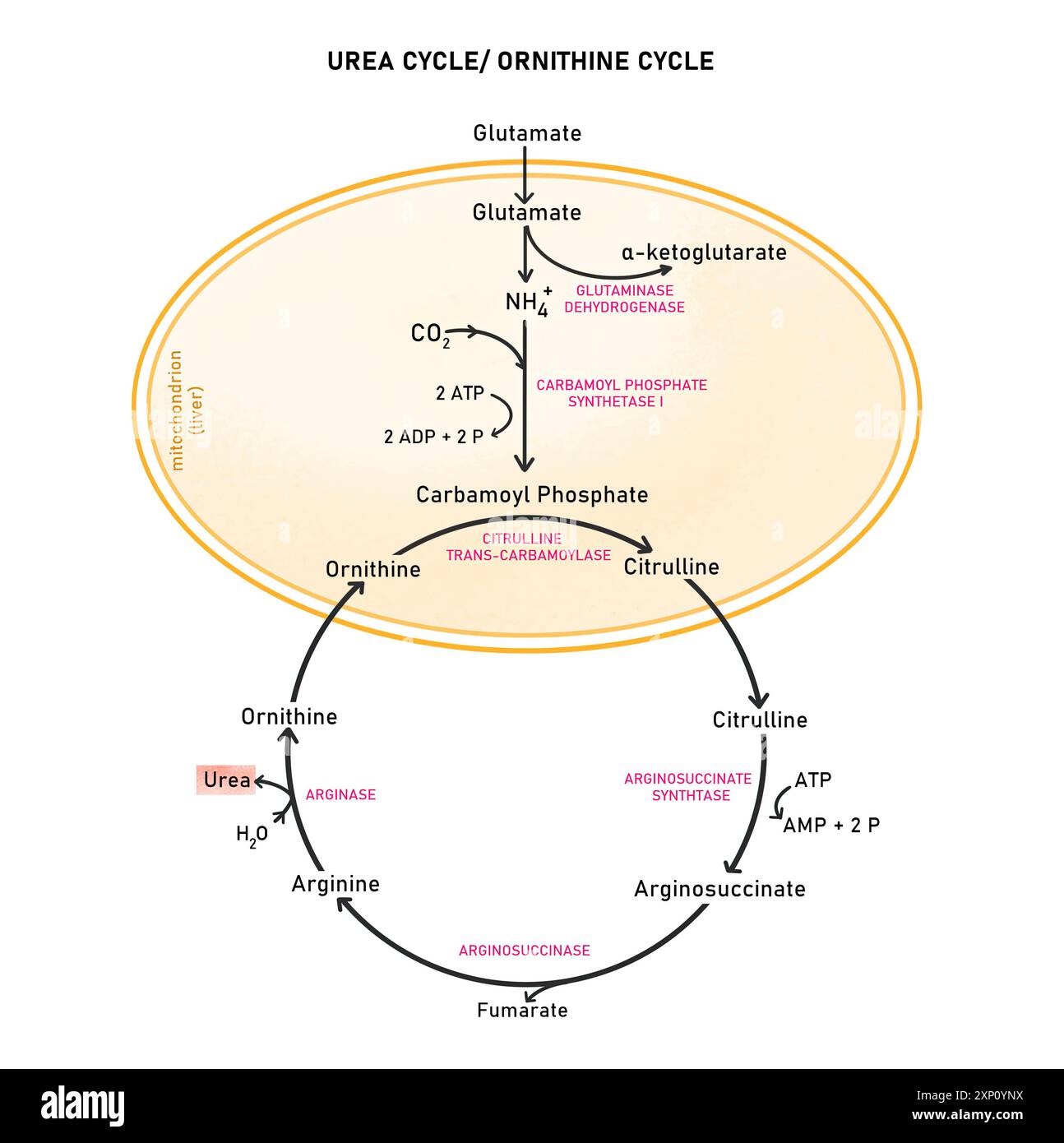 Urea Cycle Orotic Acid