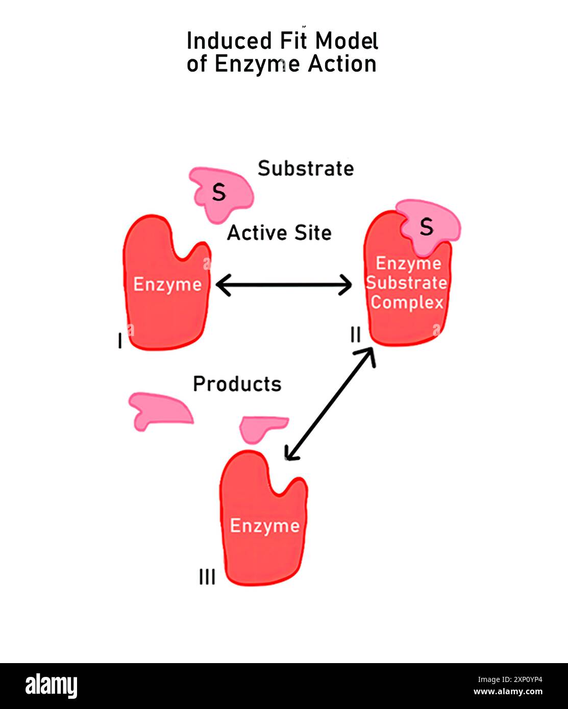 Induced fit model of enzyme action, illustration. The induced fit model ...