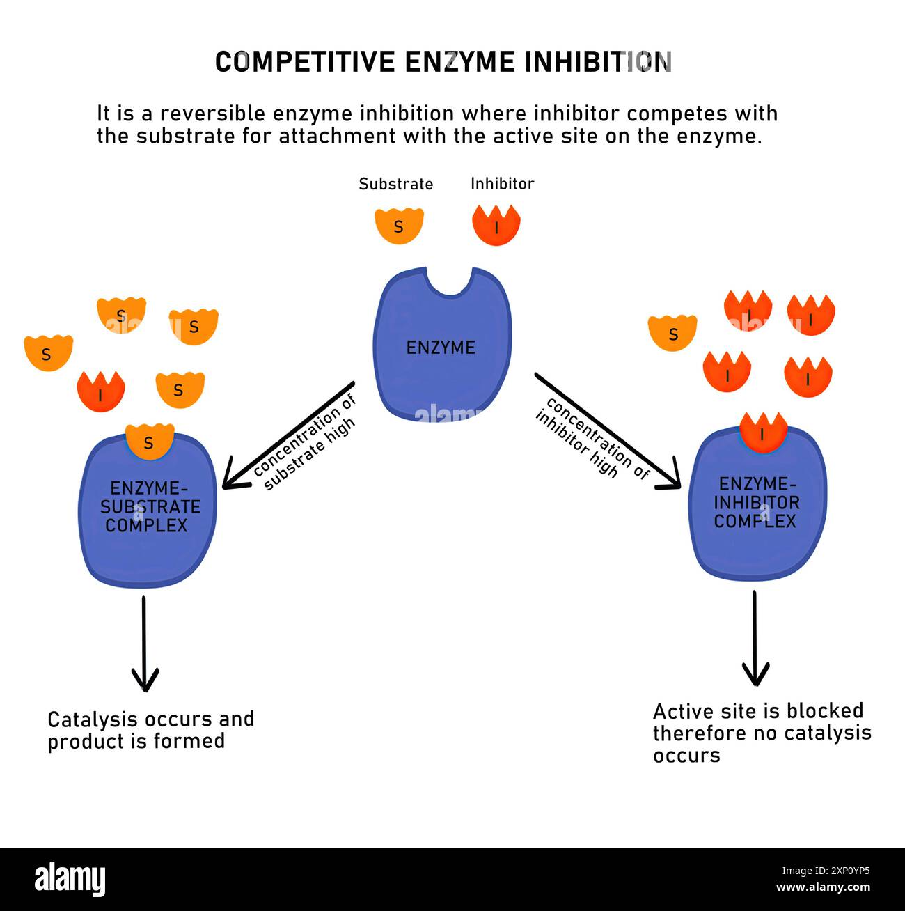 Competitive enzyme inhibition hi-res stock photography and images - Alamy