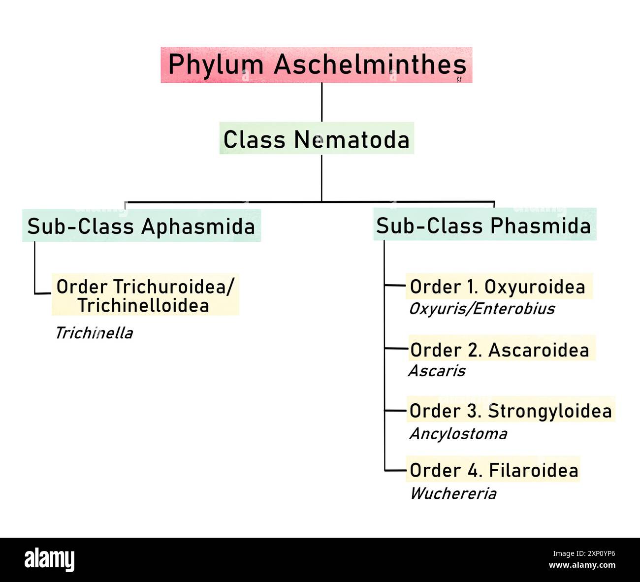 Phylum aschelminthes classification hi-res stock photography and images ... Phylum aschelminthes classification hi-res stock photography and images ...