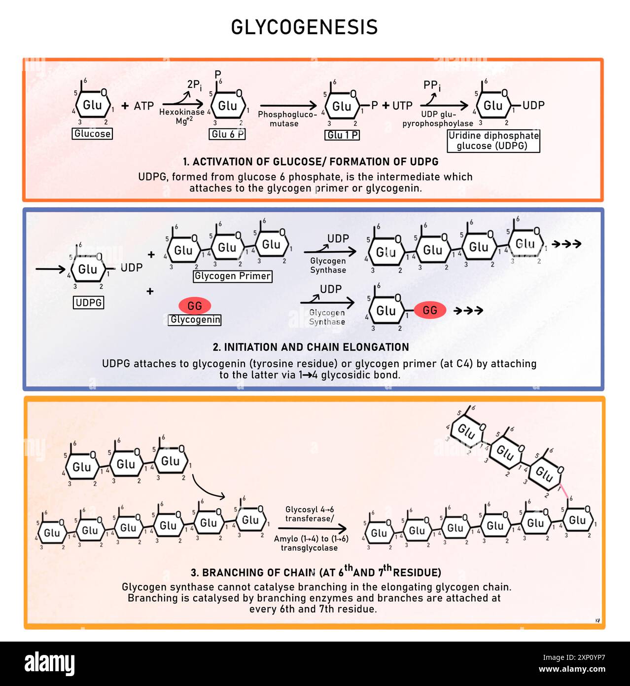Glycogenesis, illustration. Glycogenesis is the process of the ...