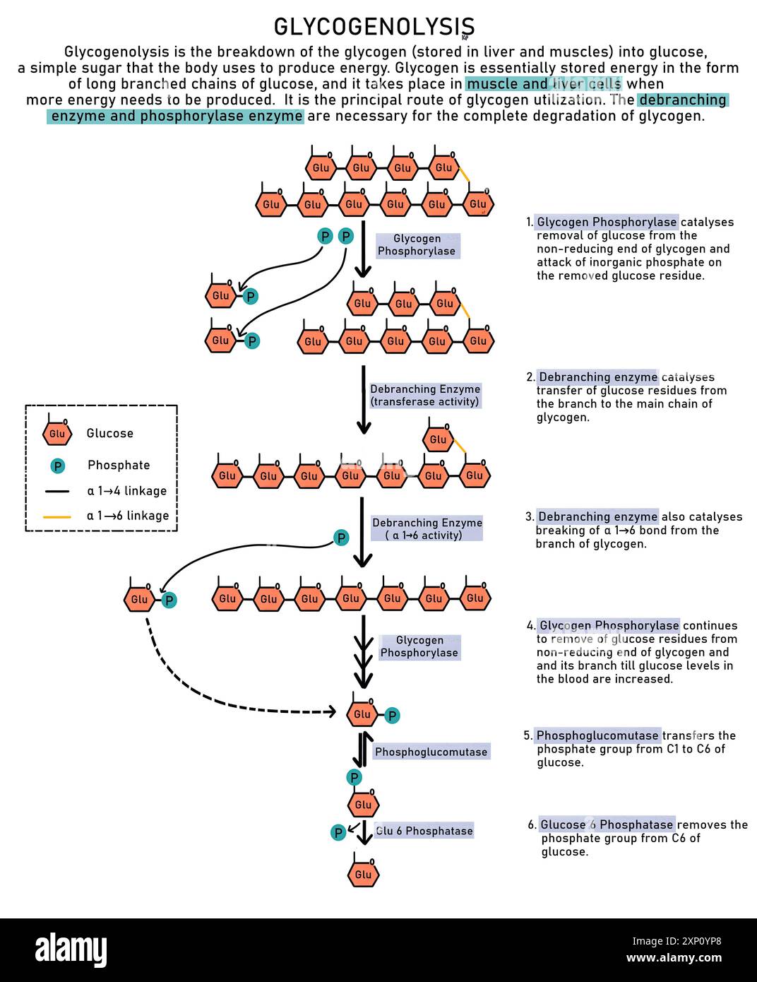 Labeled breakdown hi-res stock photography and images - Alamy