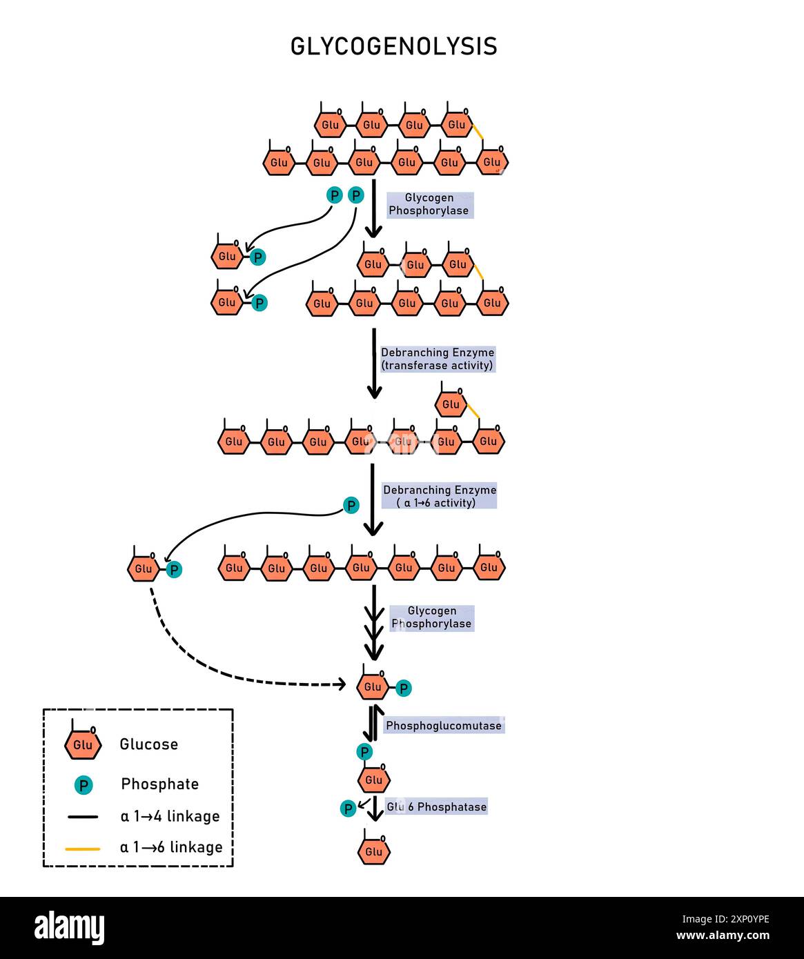 Glycogenolysis, illustration. Glycogenolysis is the breakdown of ...