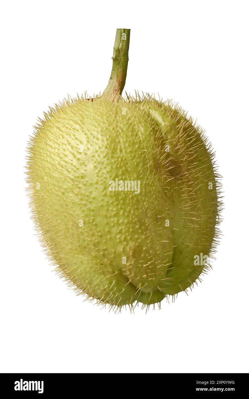 spiny or prickly chayote isolated white background close-up view, pear ...