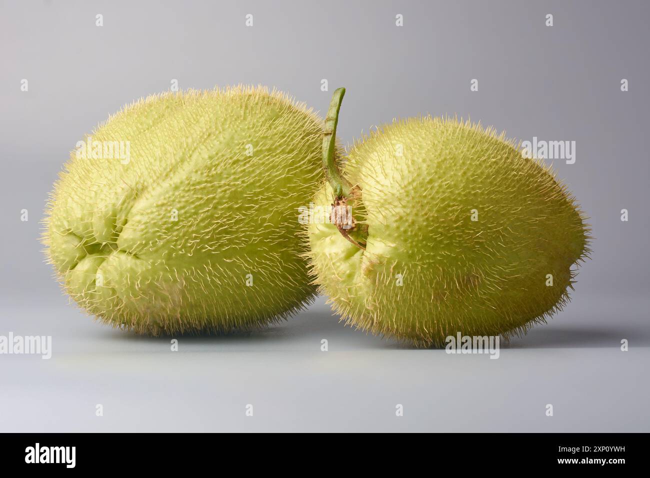spiny or prickly chayote isolated gray background close-up view, pear ...