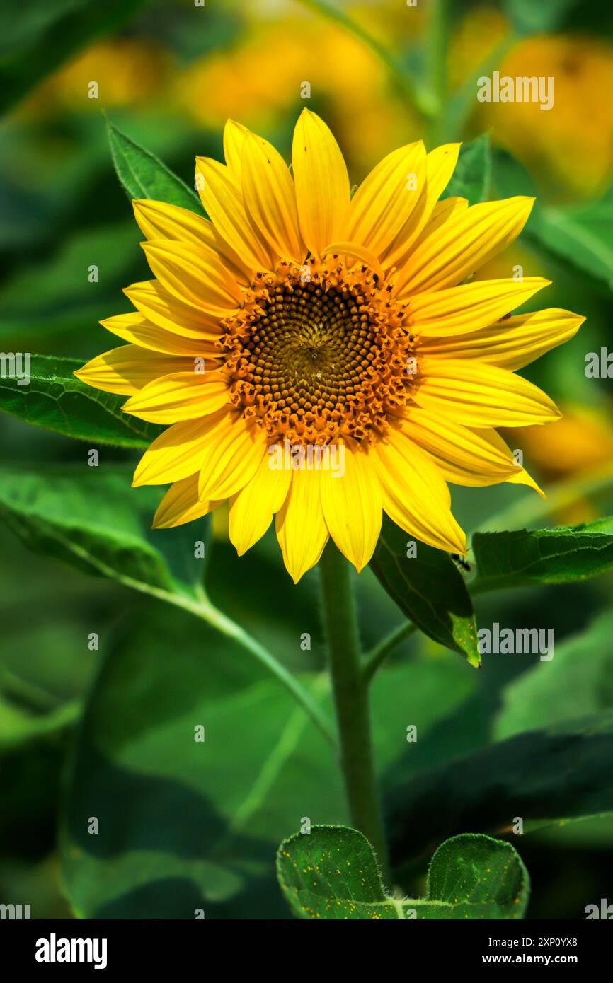 Single sunflower in the garden Stock Photo - Alamy
