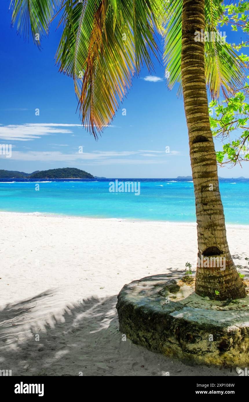 White sand palm tree hi-res stock photography and images - Alamy