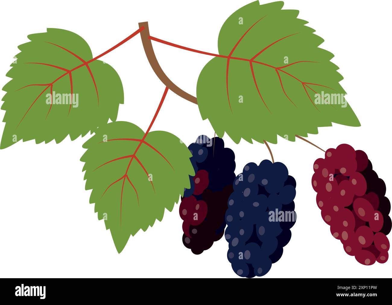 Branch of Mulberry with Lobed Leaf and Fully Ripe Black Berries Vector ...