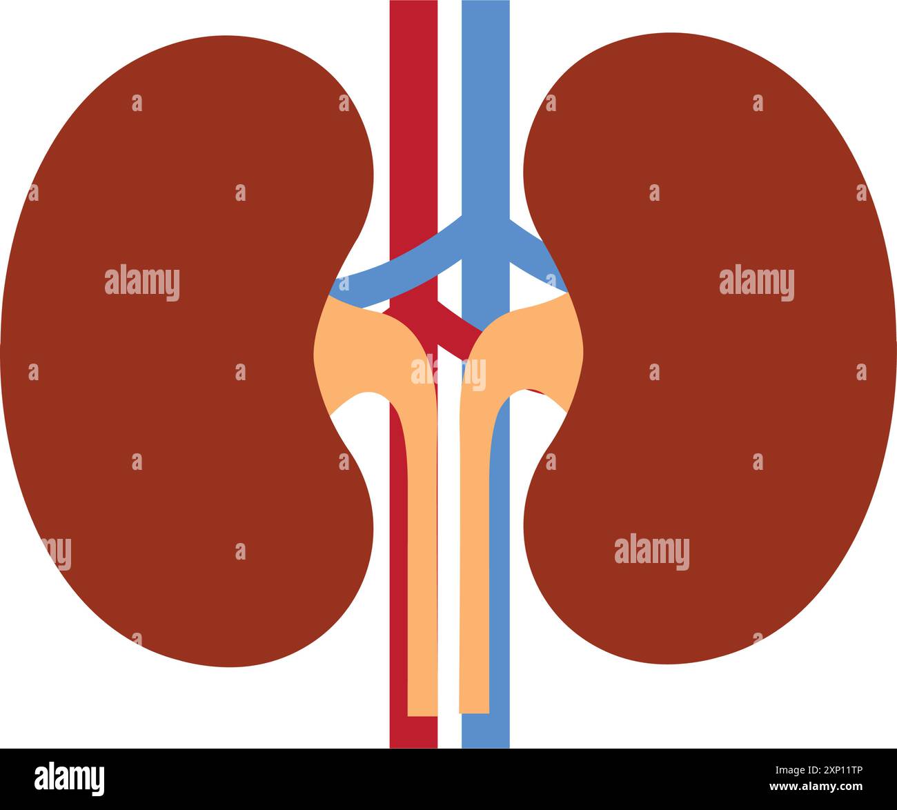 Kidney renal flat realistic icon. Human kidney organ icon. Anatomy urology or nephrology logo ...