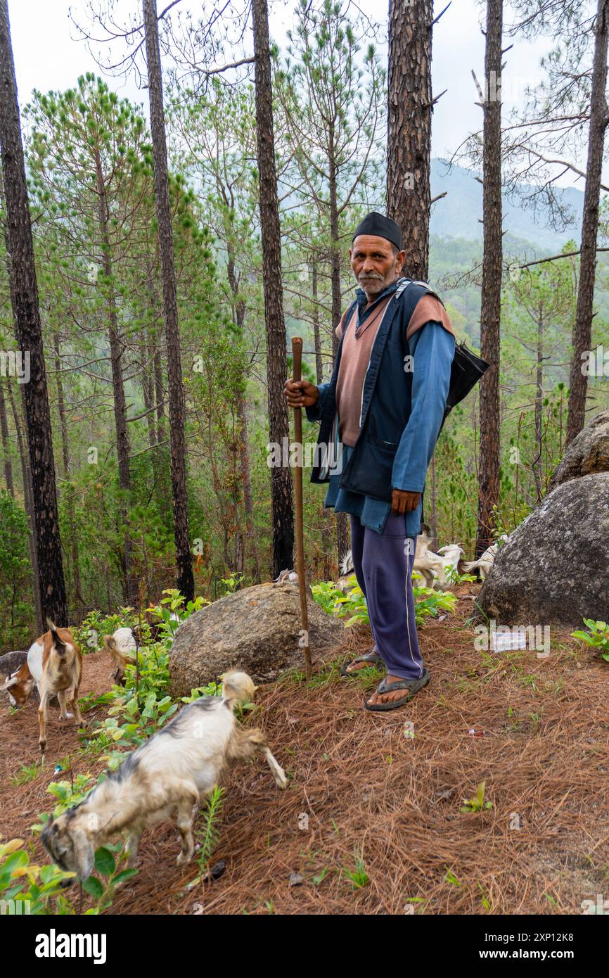 Aug2nd2024, Uttarakhand India.An old native shepherd with his sheep and ...