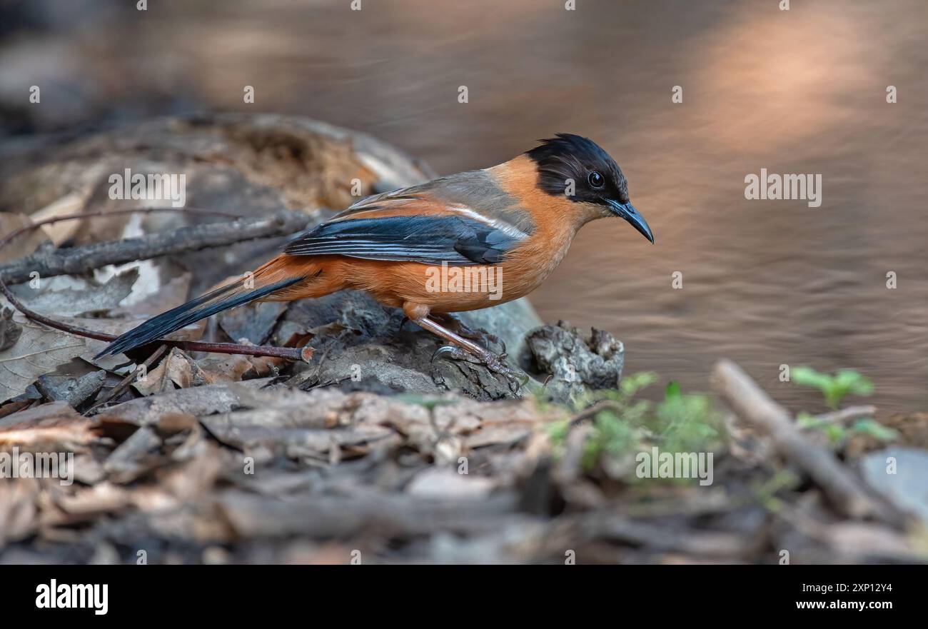 Sibia bird hi-res stock photography and images - Alamy