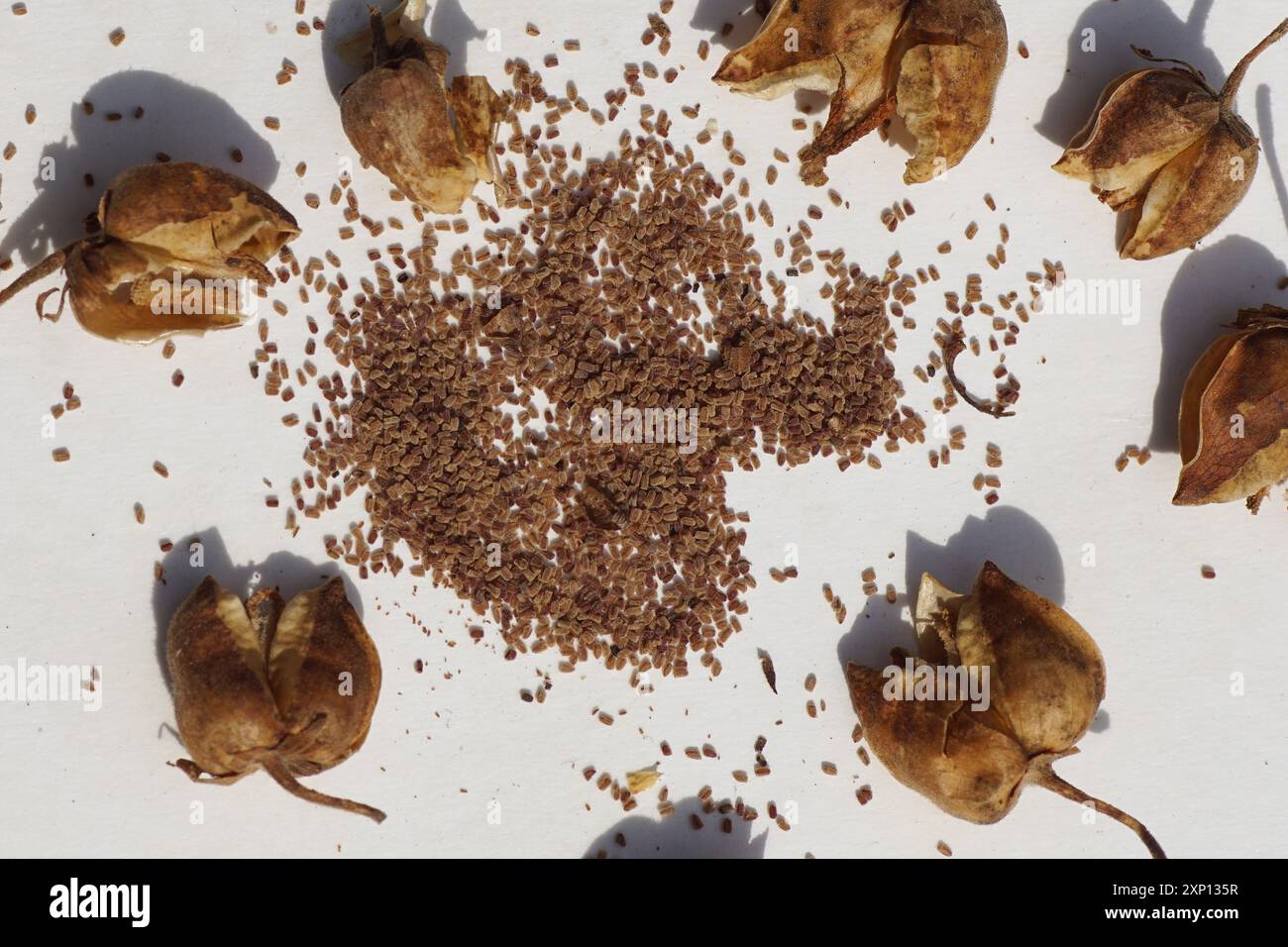Common foxglove (Digitalis purpurea) seed pods and seeds on white ...