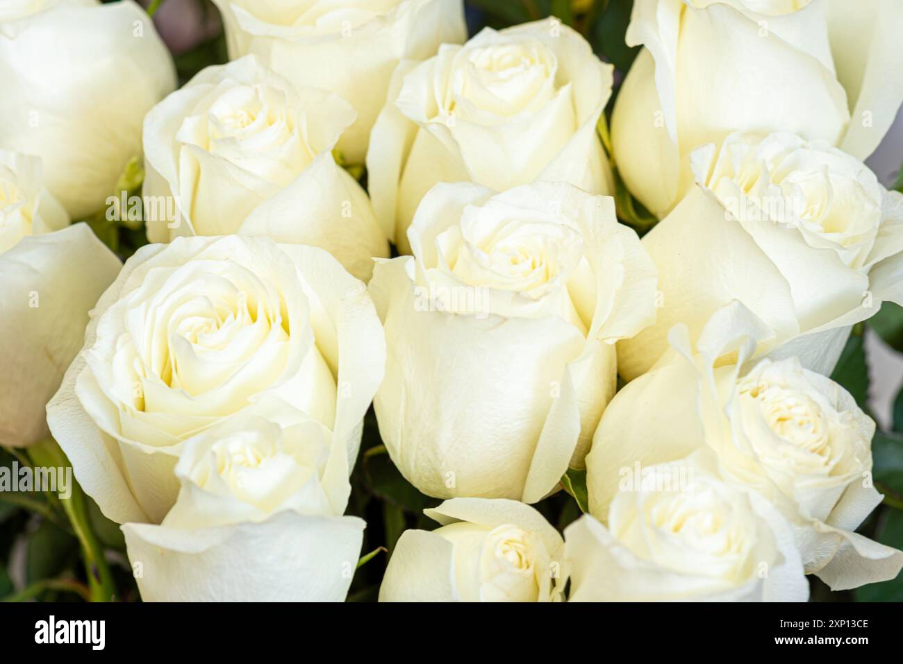 White rose flower macro close-up background or texture white rose close ...