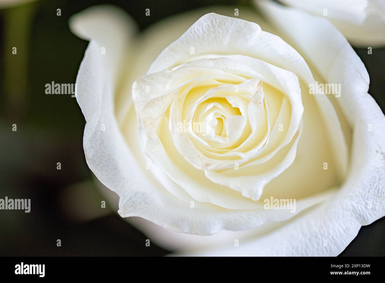 White rose flower macro close-up background or texture white rose close ...