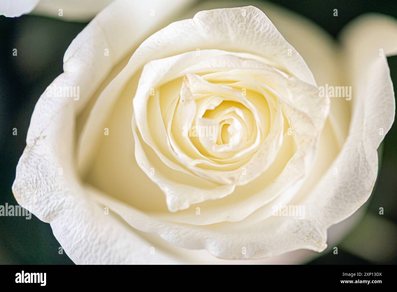 White rose flower macro close-up background or texture white rose close ...