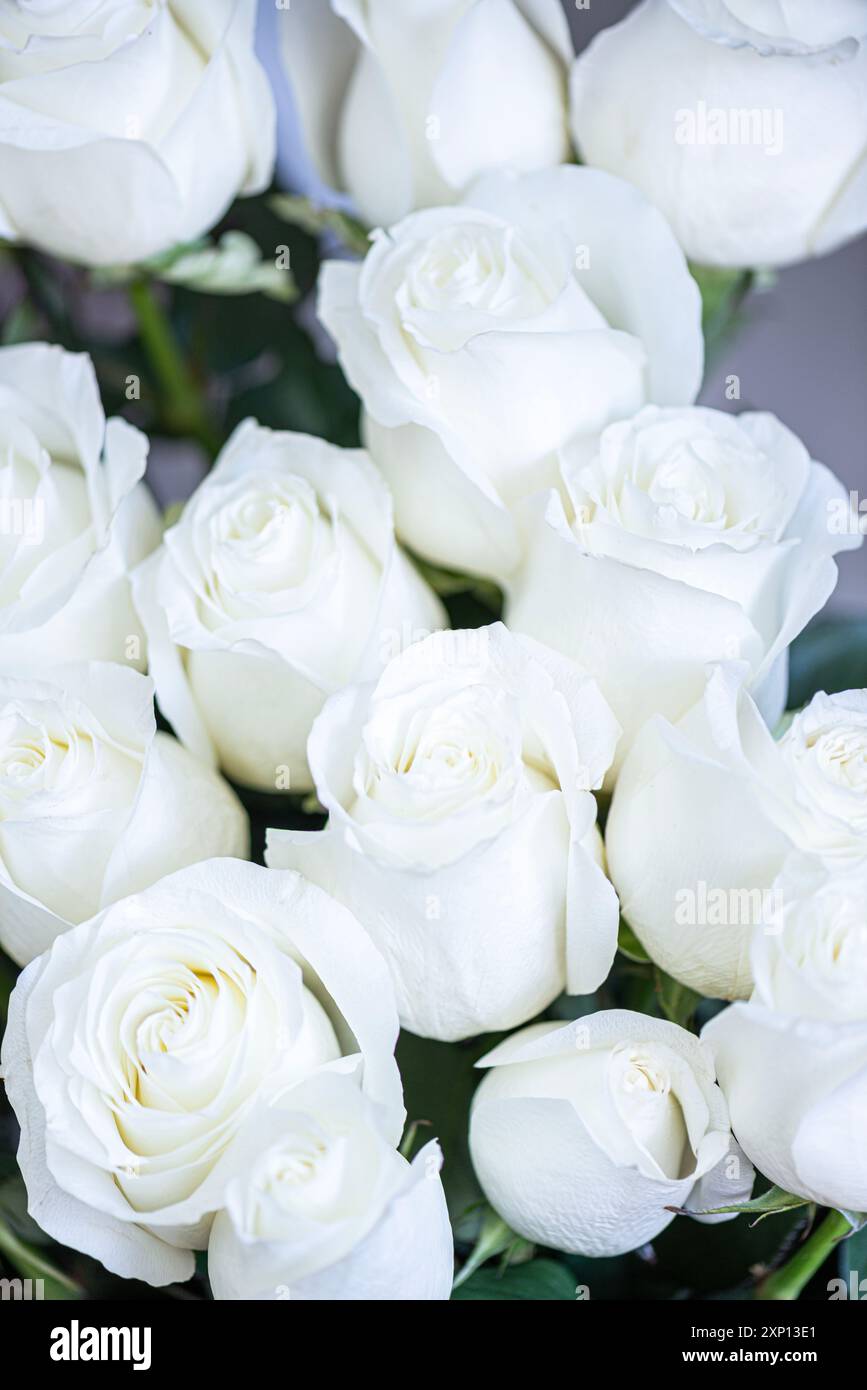White rose flower macro close-up background or texture white rose close ...