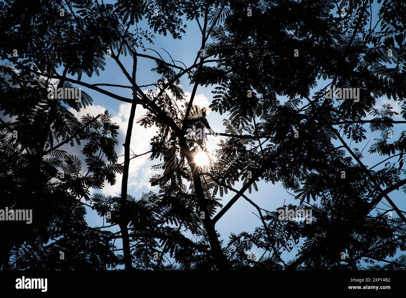 The sun behind a tree Stock Photo - Alamy