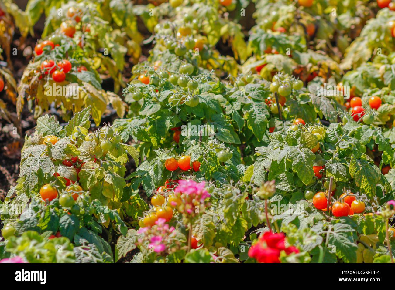 The tomato plantations that are constantly producing seasonal produce ...
