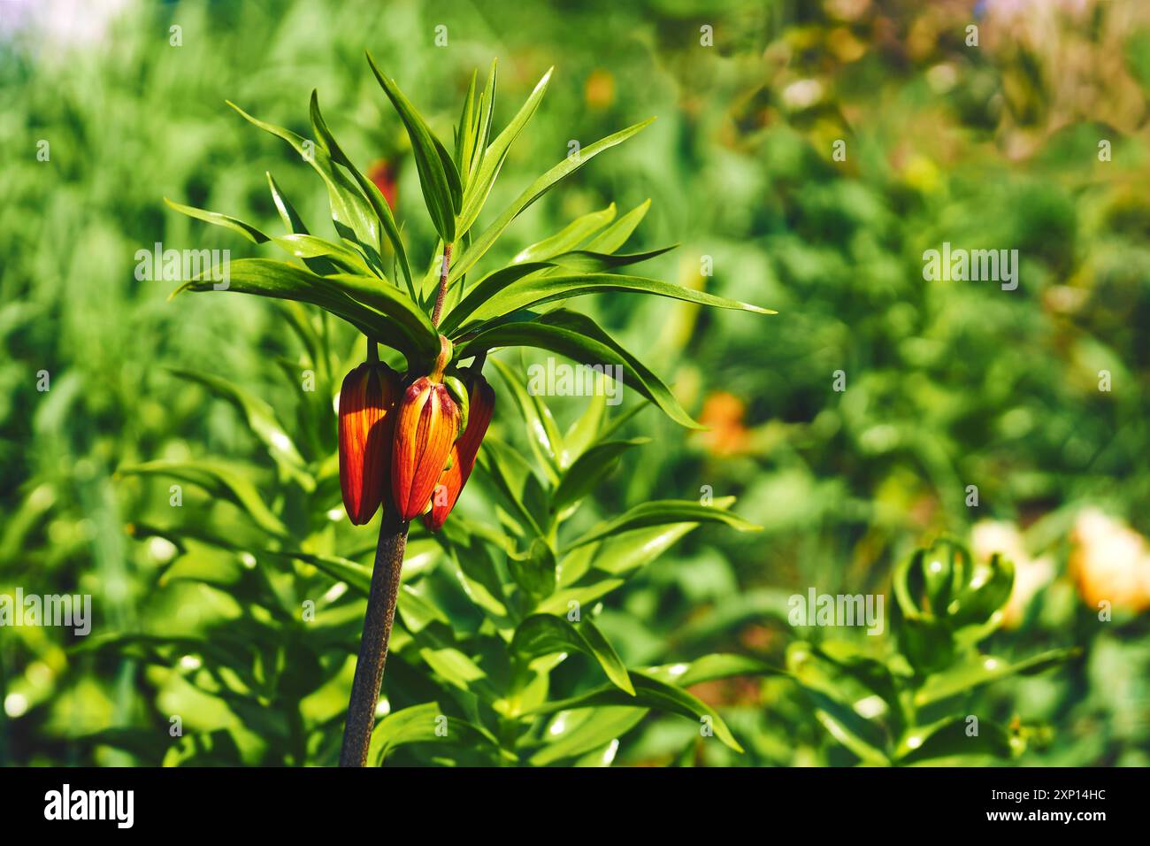 a bulbous plant with large trumpet-shaped, typically fragrant, flowers ...