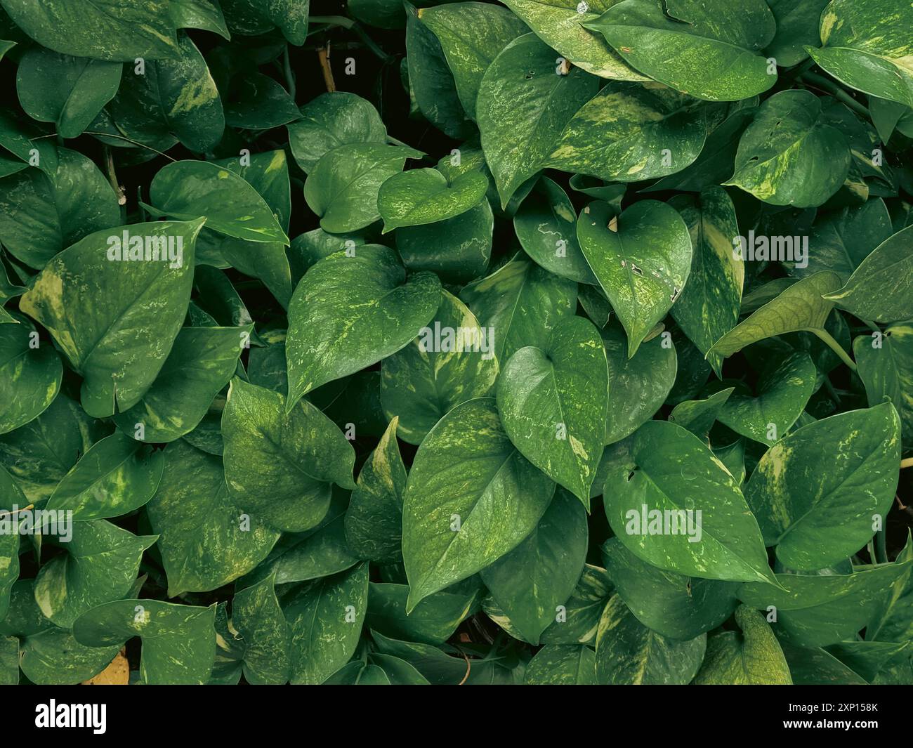 top view of Golden pothos leaves, green leaves pattern image. floral ...