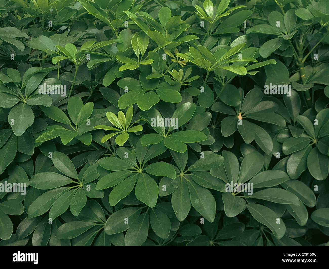 dwarf umbrella tree leaves in close up photo, nature fresh green leaves ...