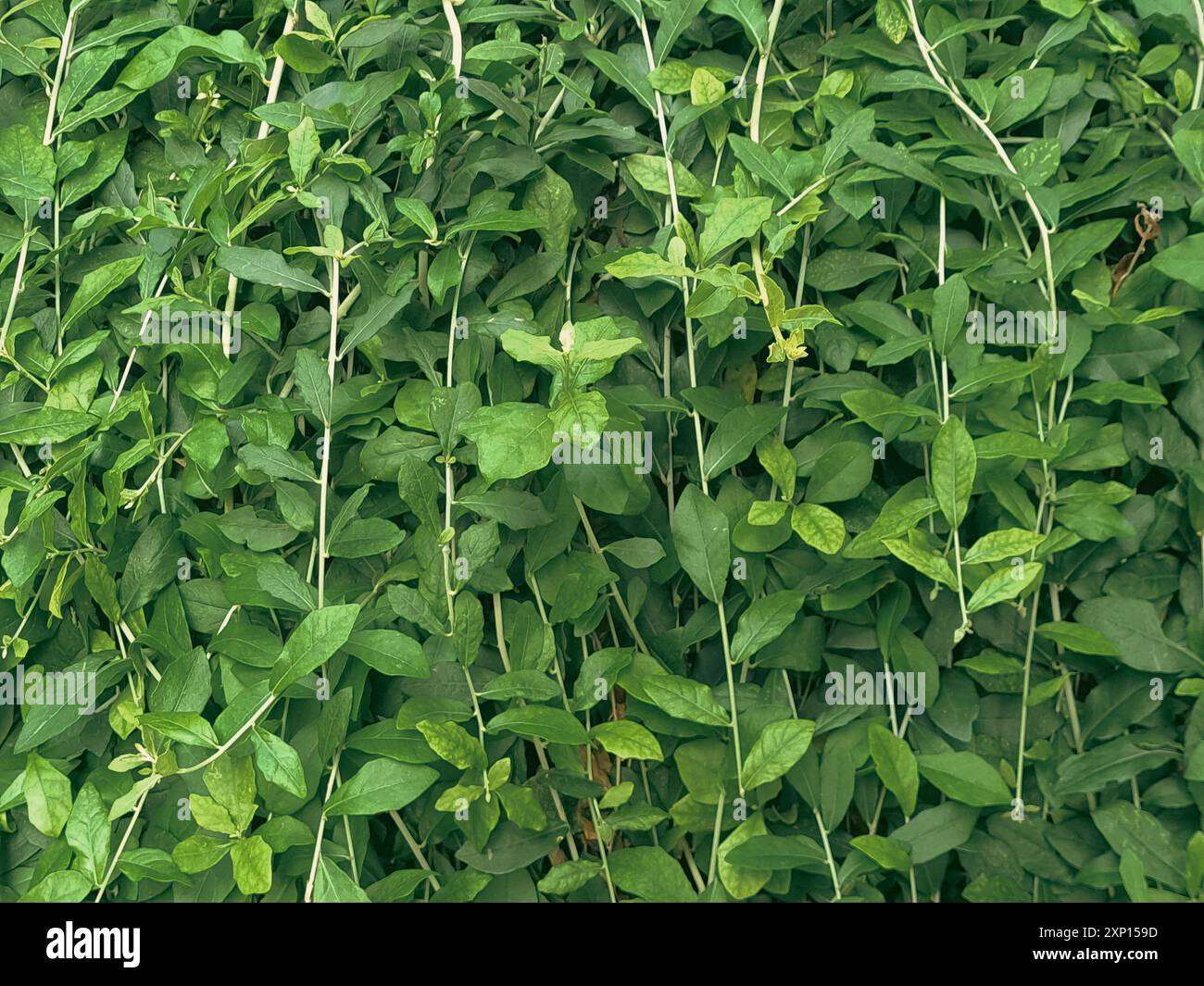 Green bush leaves image. Fresh green leaves for texture image pattern ...
