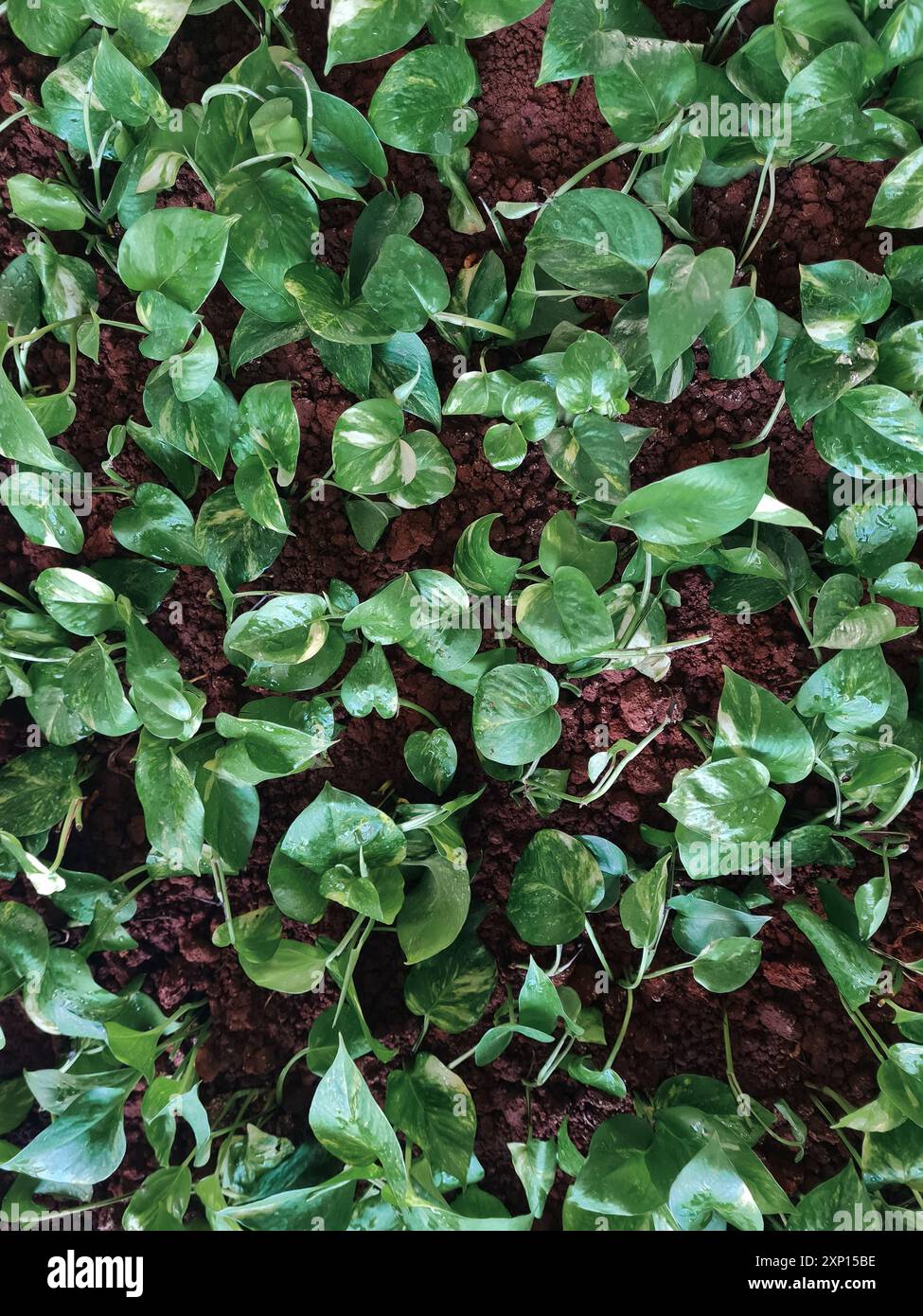 top view of Golden pothos leaves on fresh soil, green leaves pattern ...