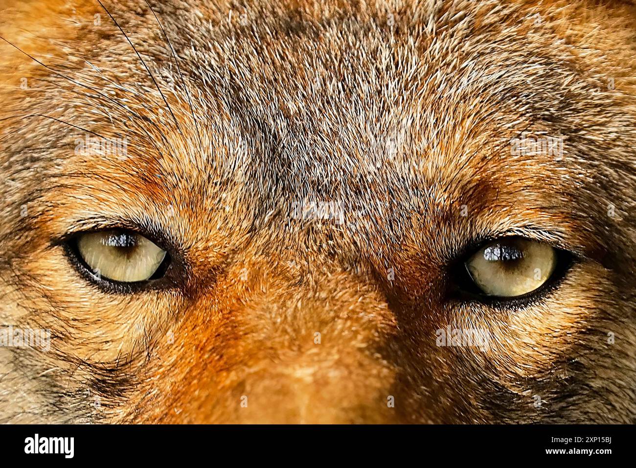 Coyote camouflage hi-res stock photography and images - Alamy