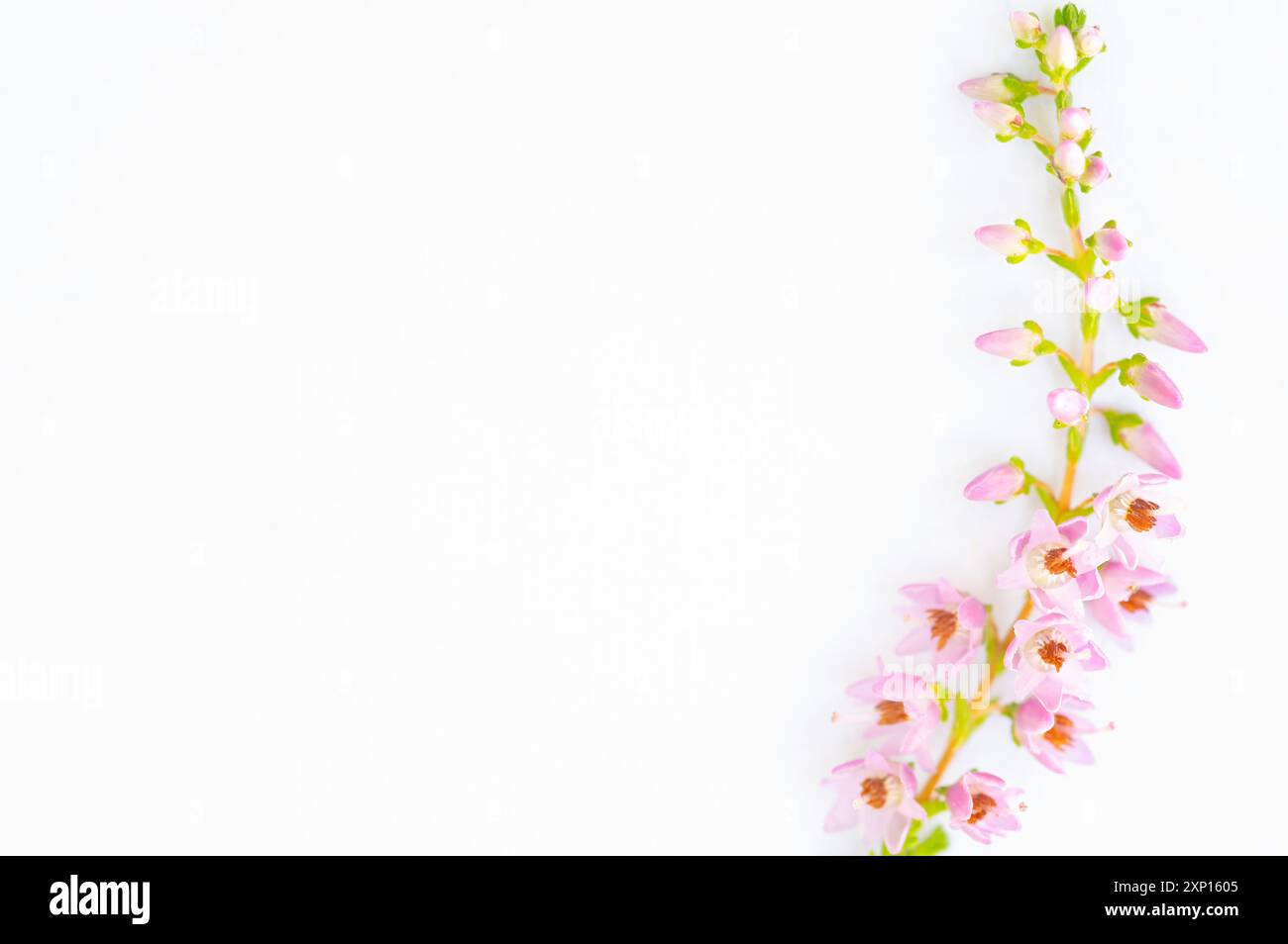 National Flower Day, International Flower Day, International Color Day ...