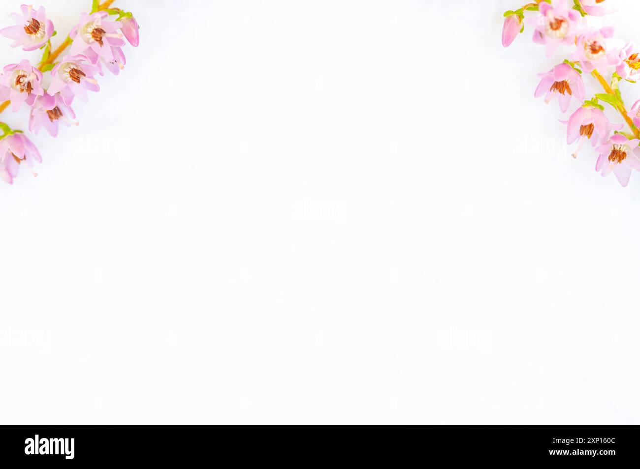 National Flower Day, International Flower Day, International Color Day ...